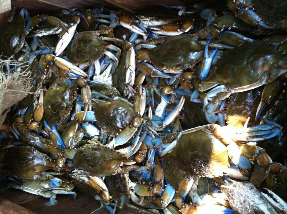 Jimmy Crab